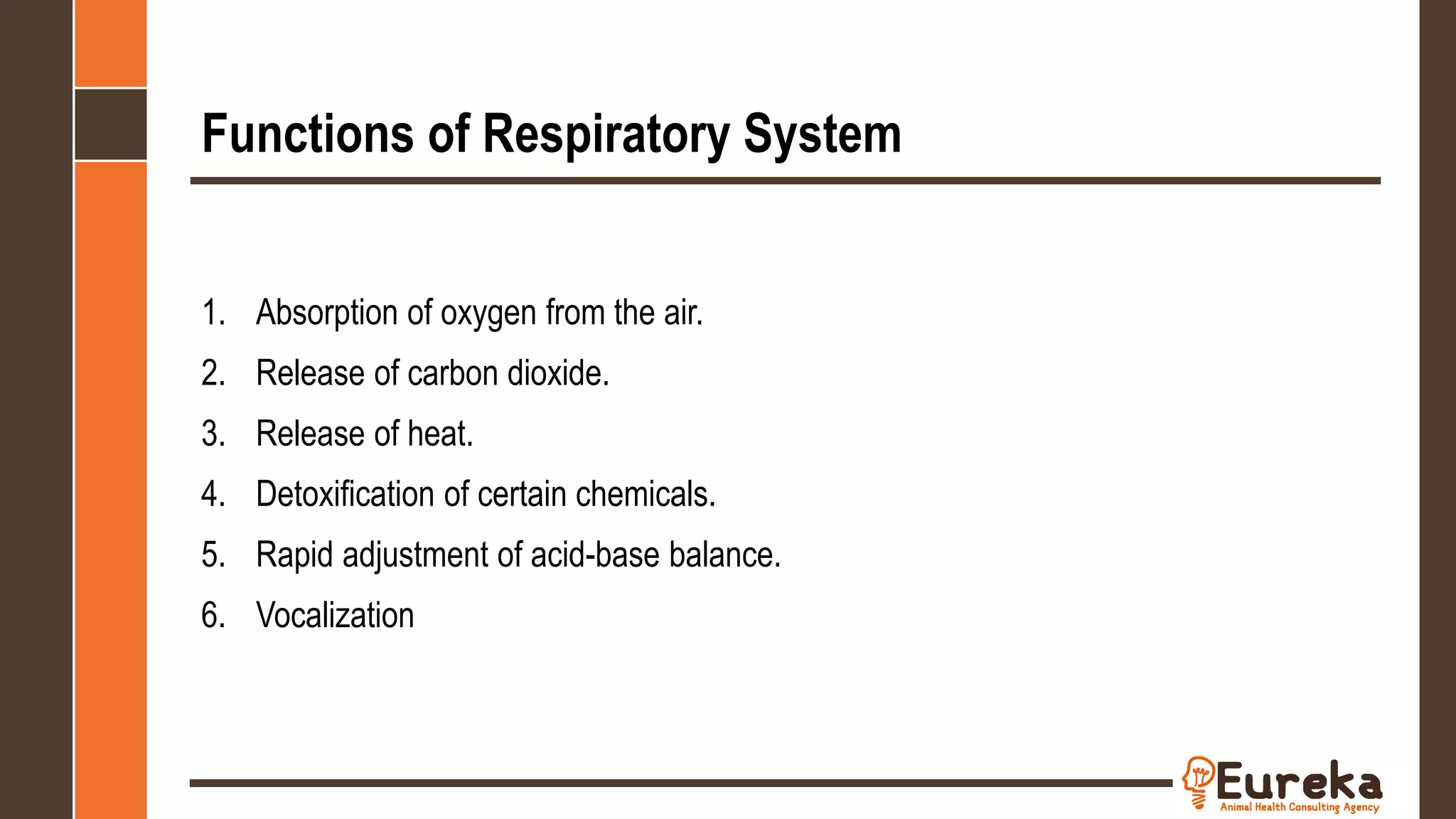 Avian Respiratory System.pptx