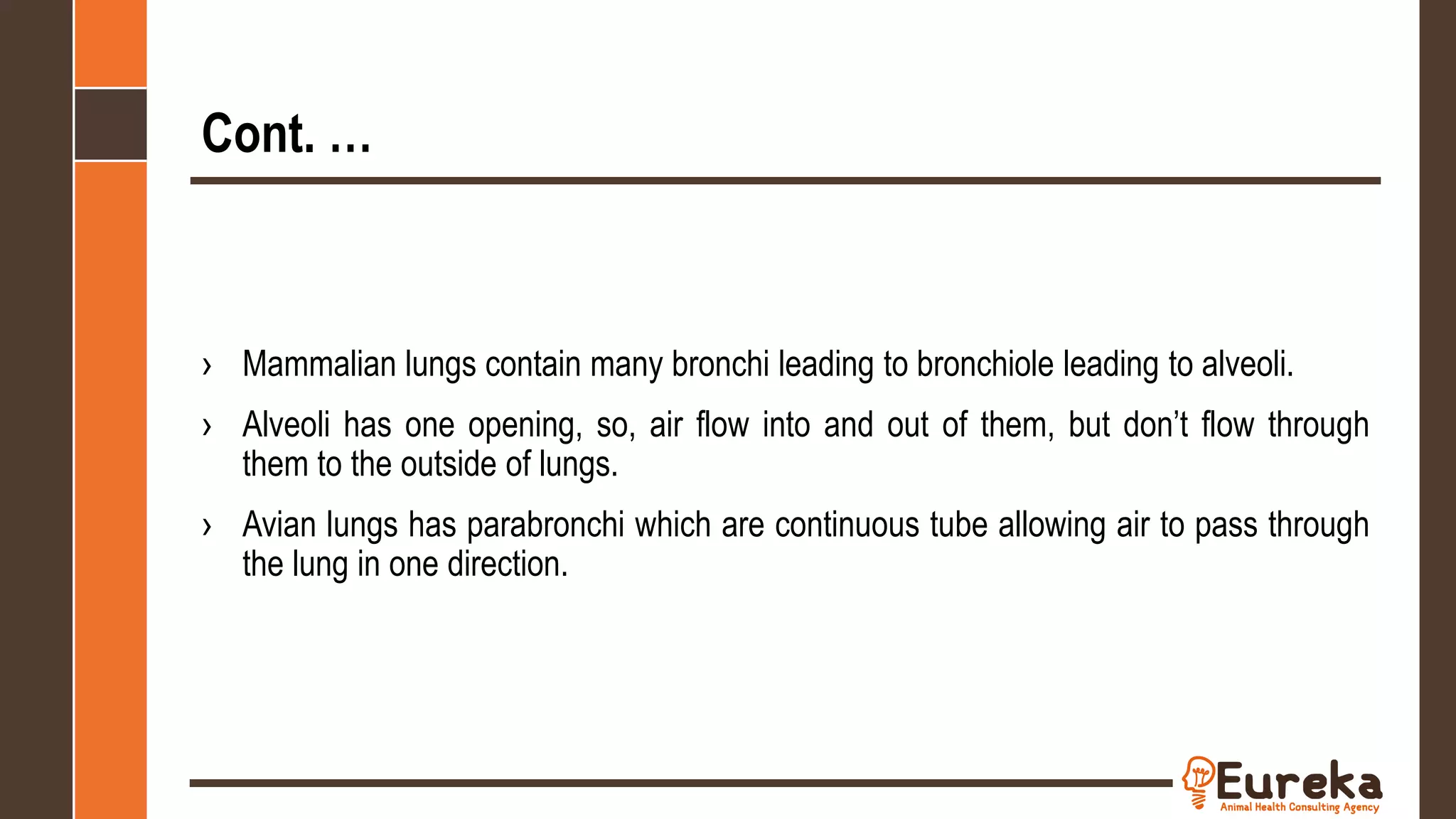 Avian Respiratory System.pptx
