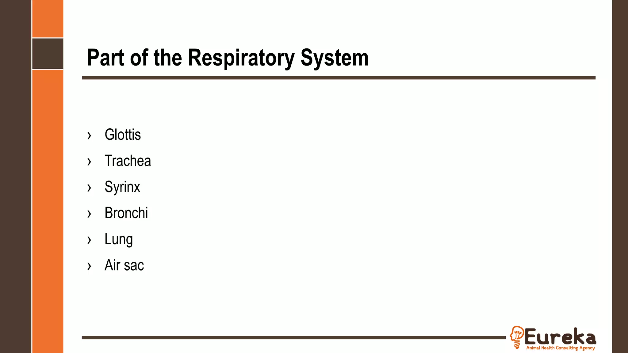 Avian Respiratory System.pptx