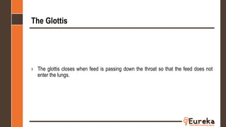 Avian Respiratory System.pptx