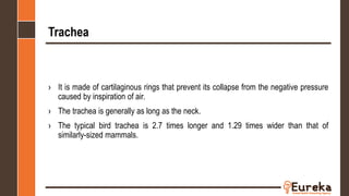 Avian Respiratory System.pptx