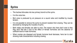 Avian Respiratory System.pptx