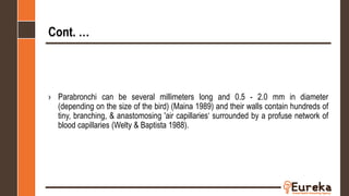 Avian Respiratory System.pptx