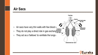 Avian Respiratory System.pptx