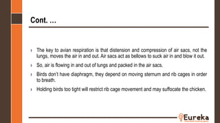 Avian Respiratory System.pptx