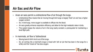 Avian Respiratory System.pptx