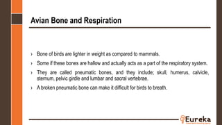 Avian Respiratory System.pptx
