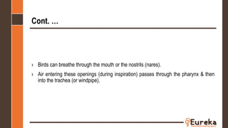 Avian Respiratory System.pptx