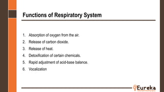 Avian Respiratory System.pptx