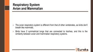 Avian Respiratory System.pptx