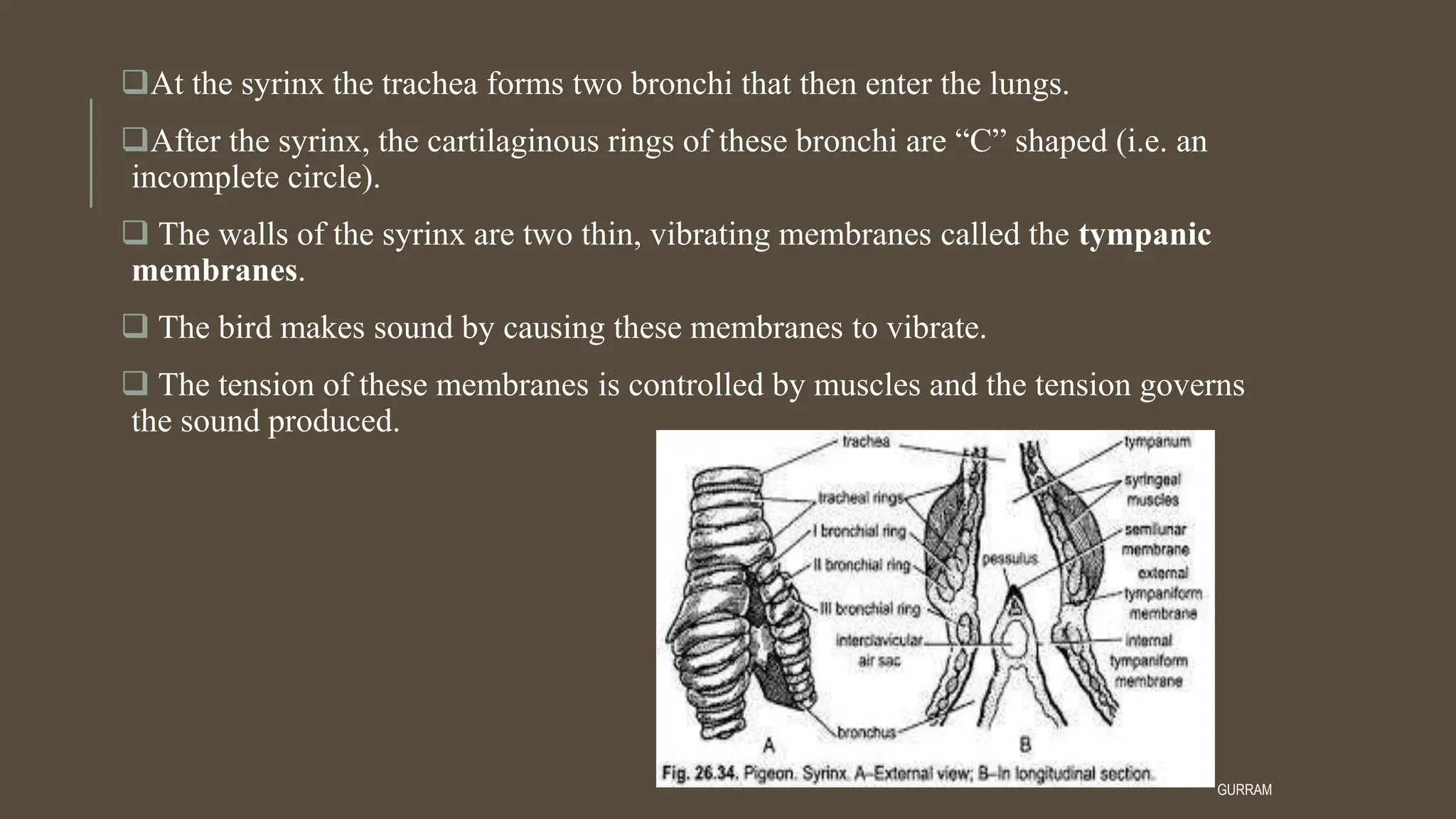 AVIAN RESPIRATORY SYSTEM, The mechanics of respiration | PPTX