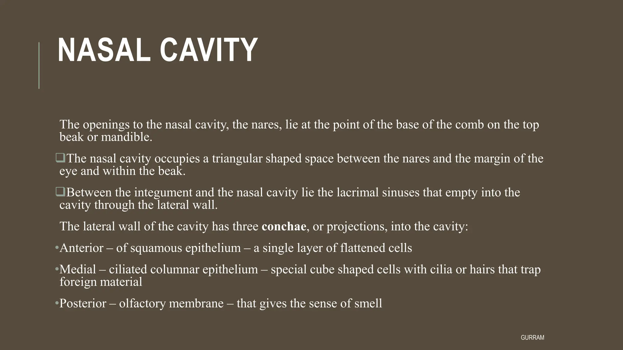 AVIAN RESPIRATORY SYSTEM, The mechanics of respiration | PPTX