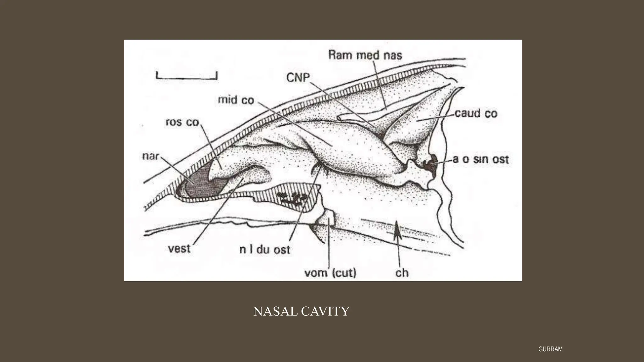 AVIAN RESPIRATORY SYSTEM, The mechanics of respiration | PPTX