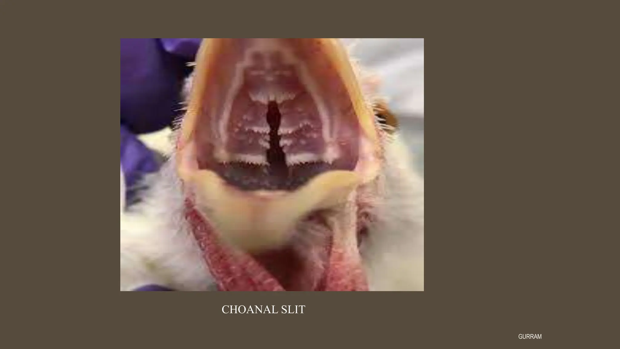 AVIAN RESPIRATORY SYSTEM, The mechanics of respiration | PPTX