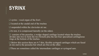 AVIAN RESPIRATORY SYSTEM, The mechanics of respiration | PPTX