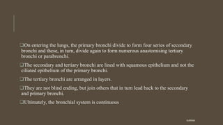 AVIAN RESPIRATORY SYSTEM, The mechanics of respiration | PPTX