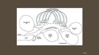 AVIAN RESPIRATORY SYSTEM, The mechanics of respiration | PPTX