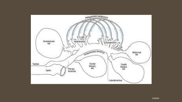 AVIAN RESPIRATORY SYSTEM, The mechanics of respiration | PPTX | Ear ...