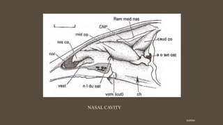 AVIAN RESPIRATORY SYSTEM, The mechanics of respiration | PPTX