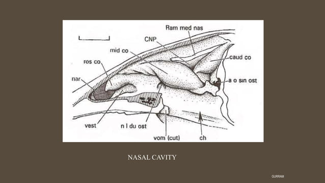 AVIAN RESPIRATORY SYSTEM, The mechanics of respiration | PPTX | Ear ...