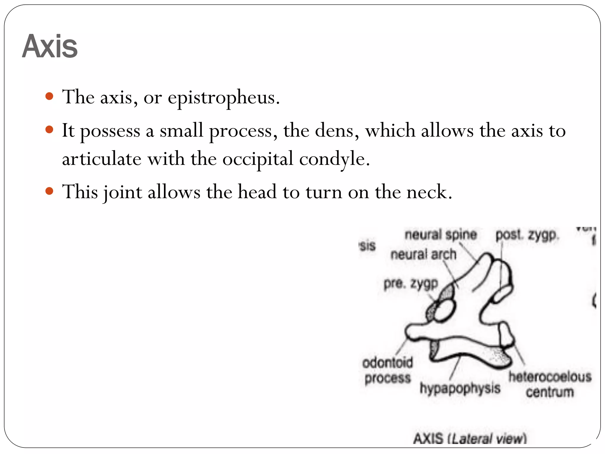 Avian skeletal system | PDF