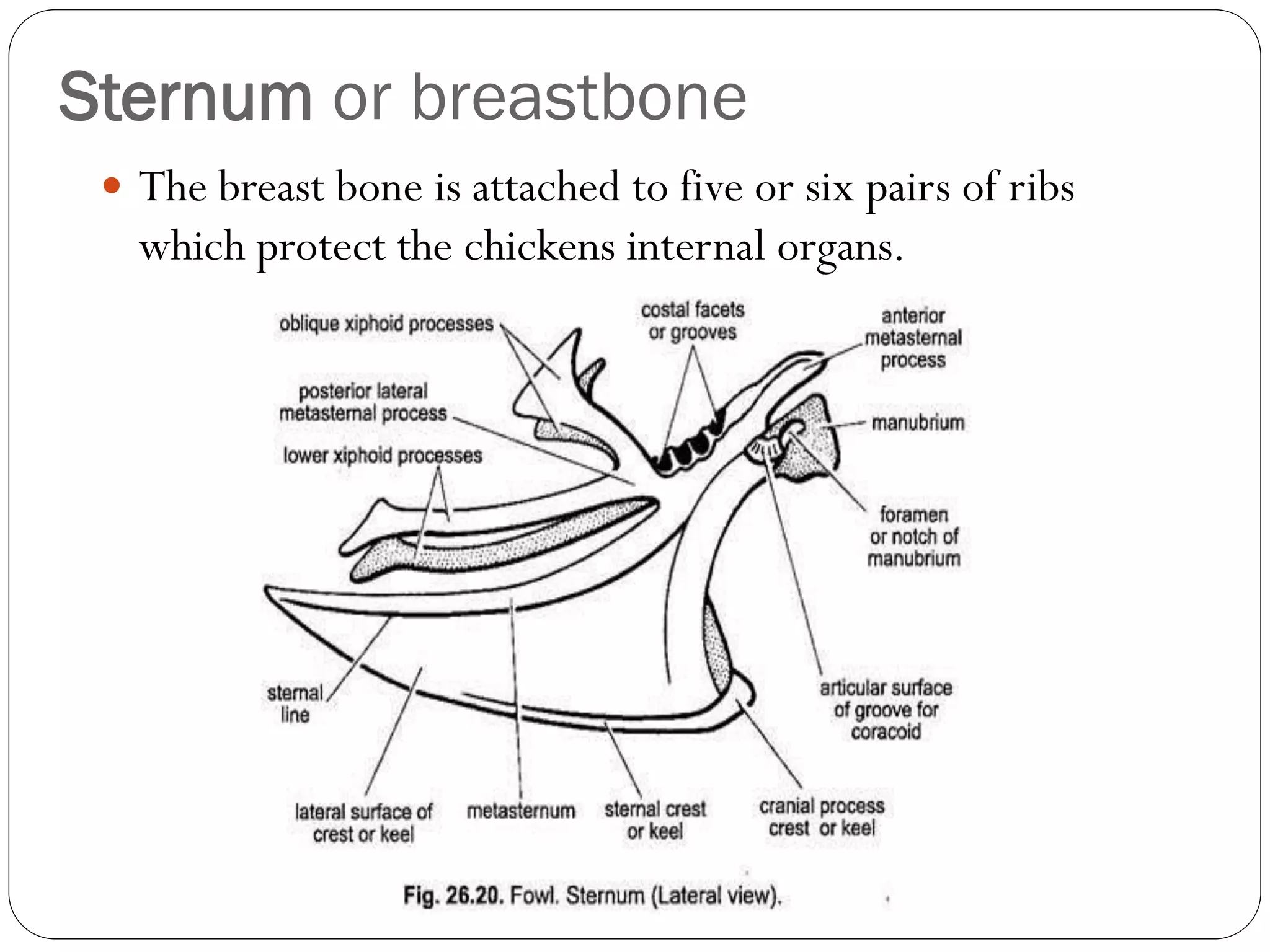 Avian skeletal system | PDF