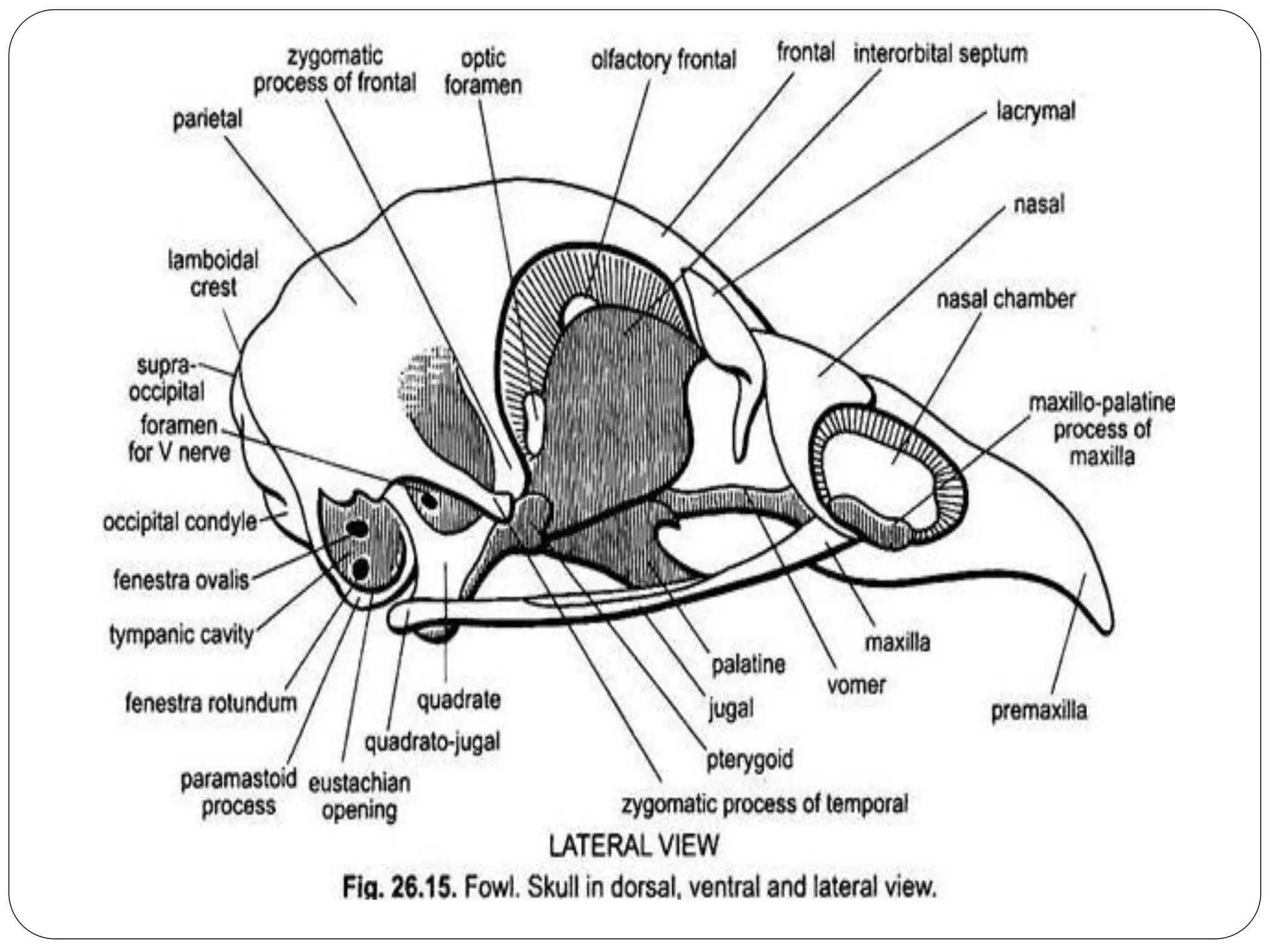 Avian skeletal system | PDF
