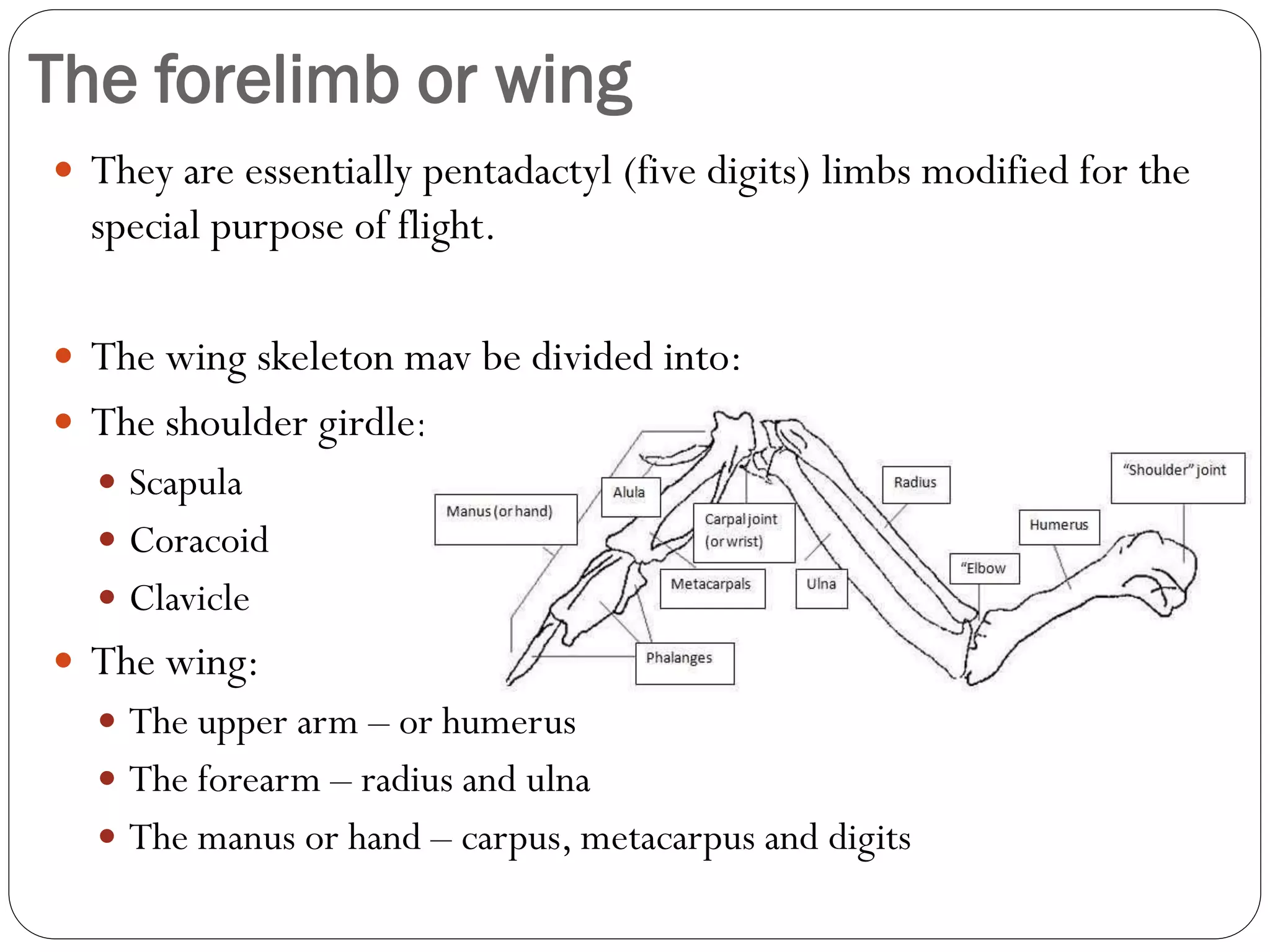 Avian skeletal system | PDF