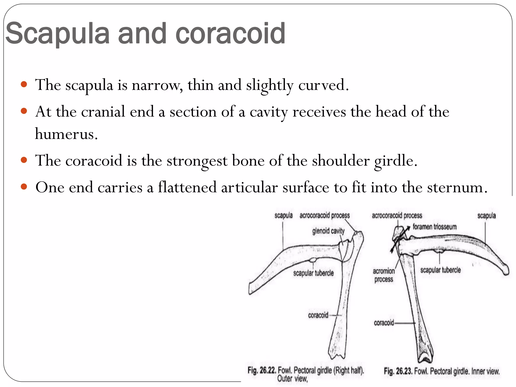 Avian skeletal system | PDF