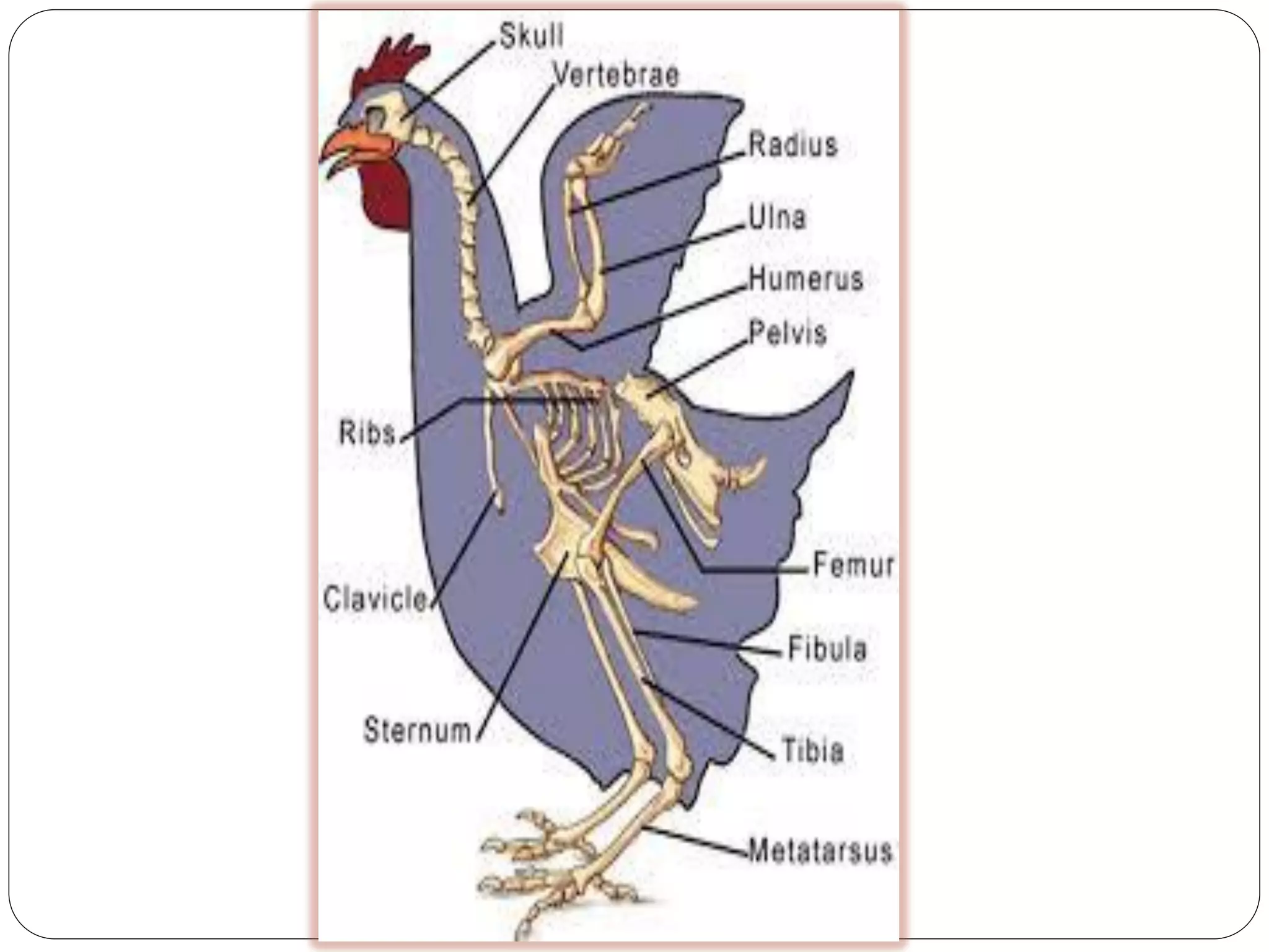 Tibia And Fibula Of Fowl Diagram