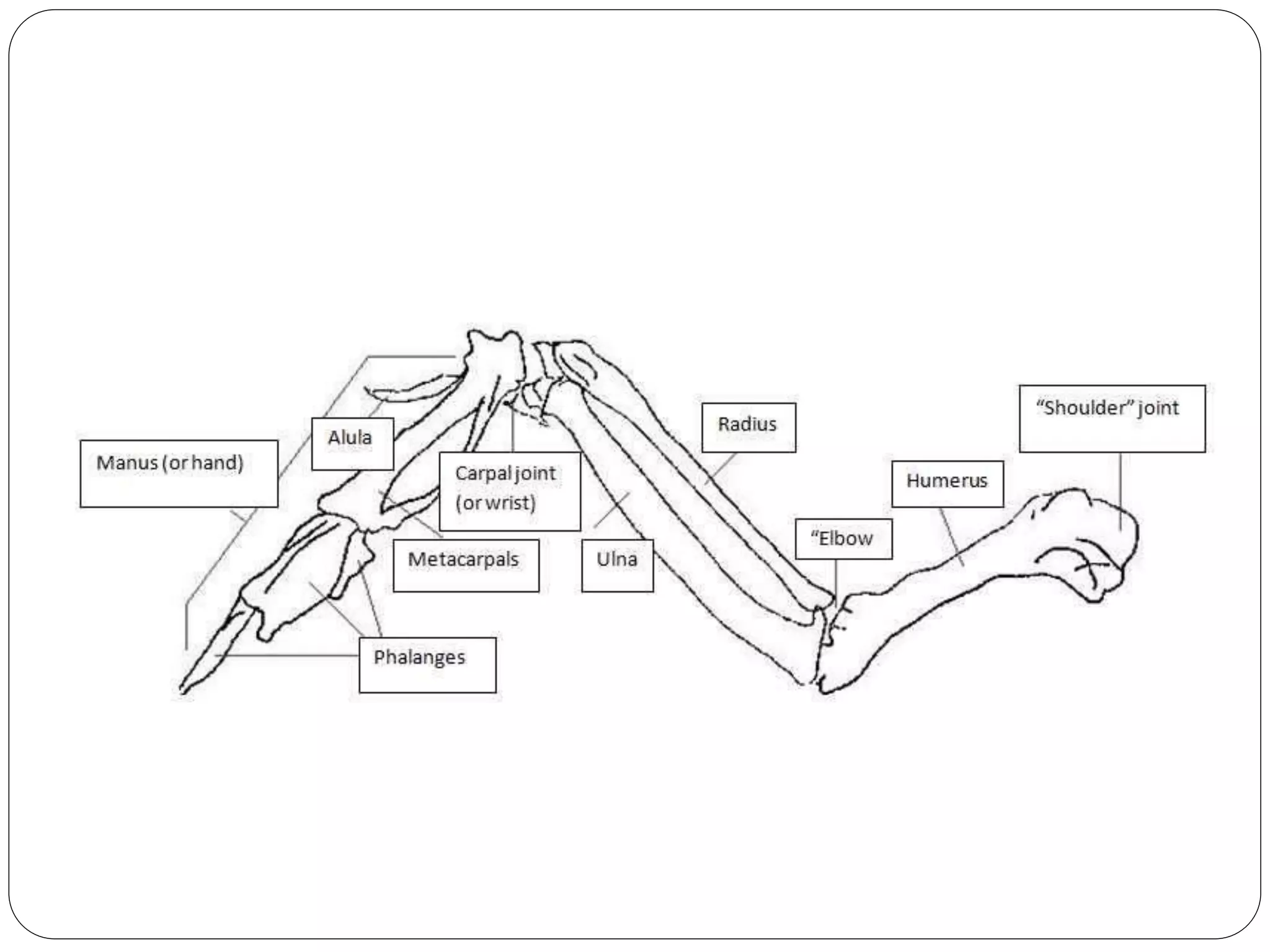 Avian skeletal system | PDF