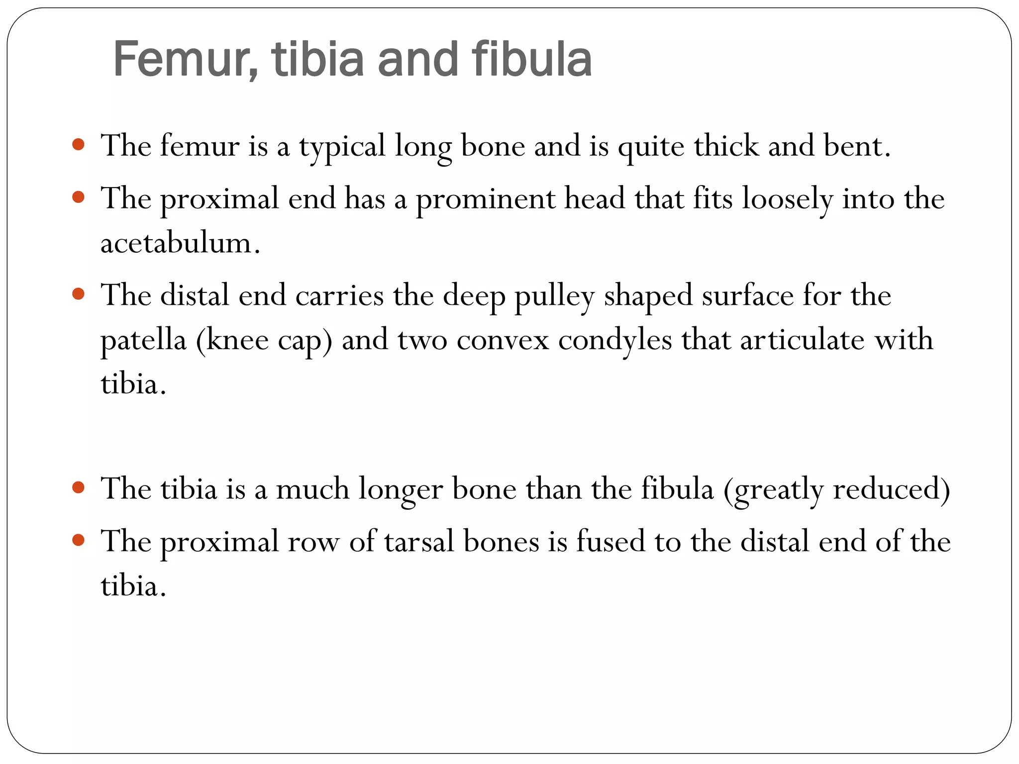 Avian skeletal system | PDF