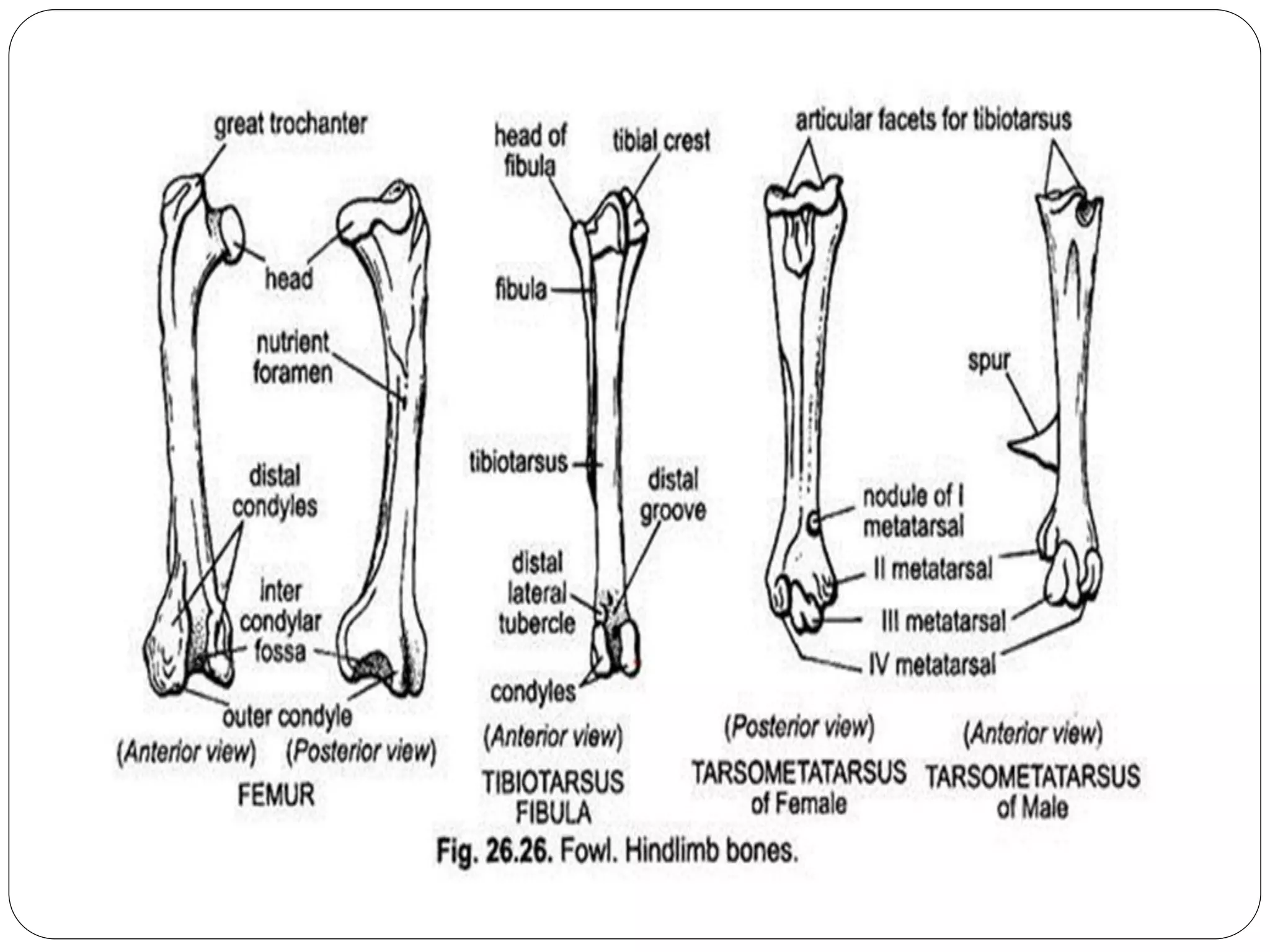Avian skeletal system | PDF