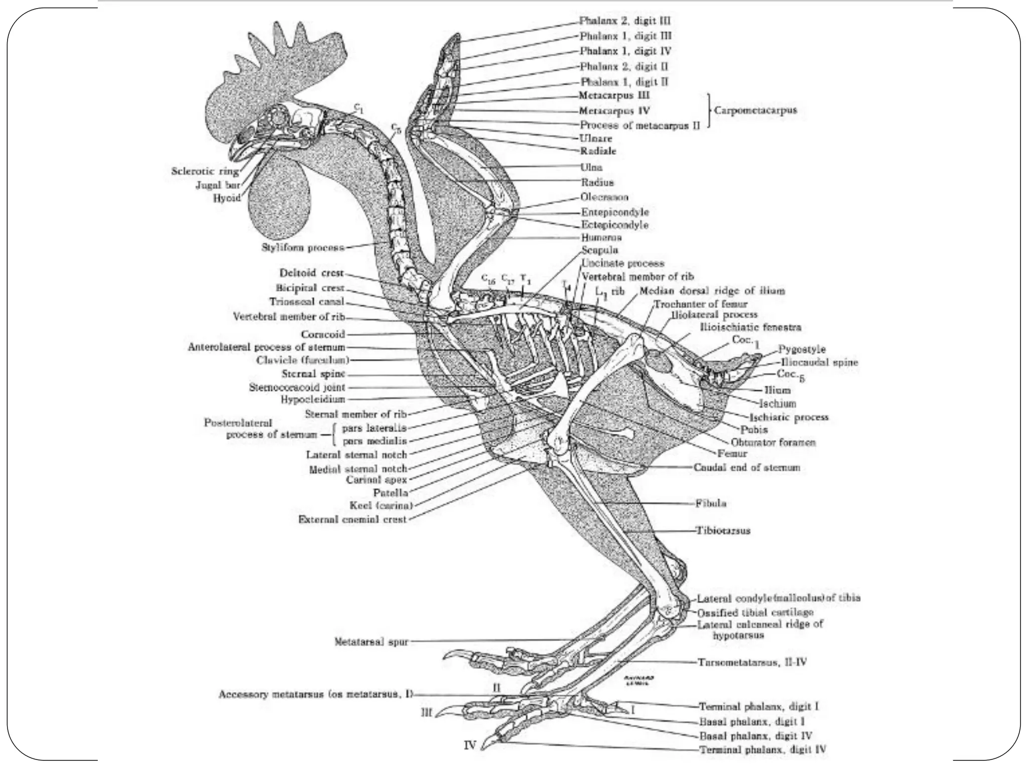 Avian skeletal system | PDF