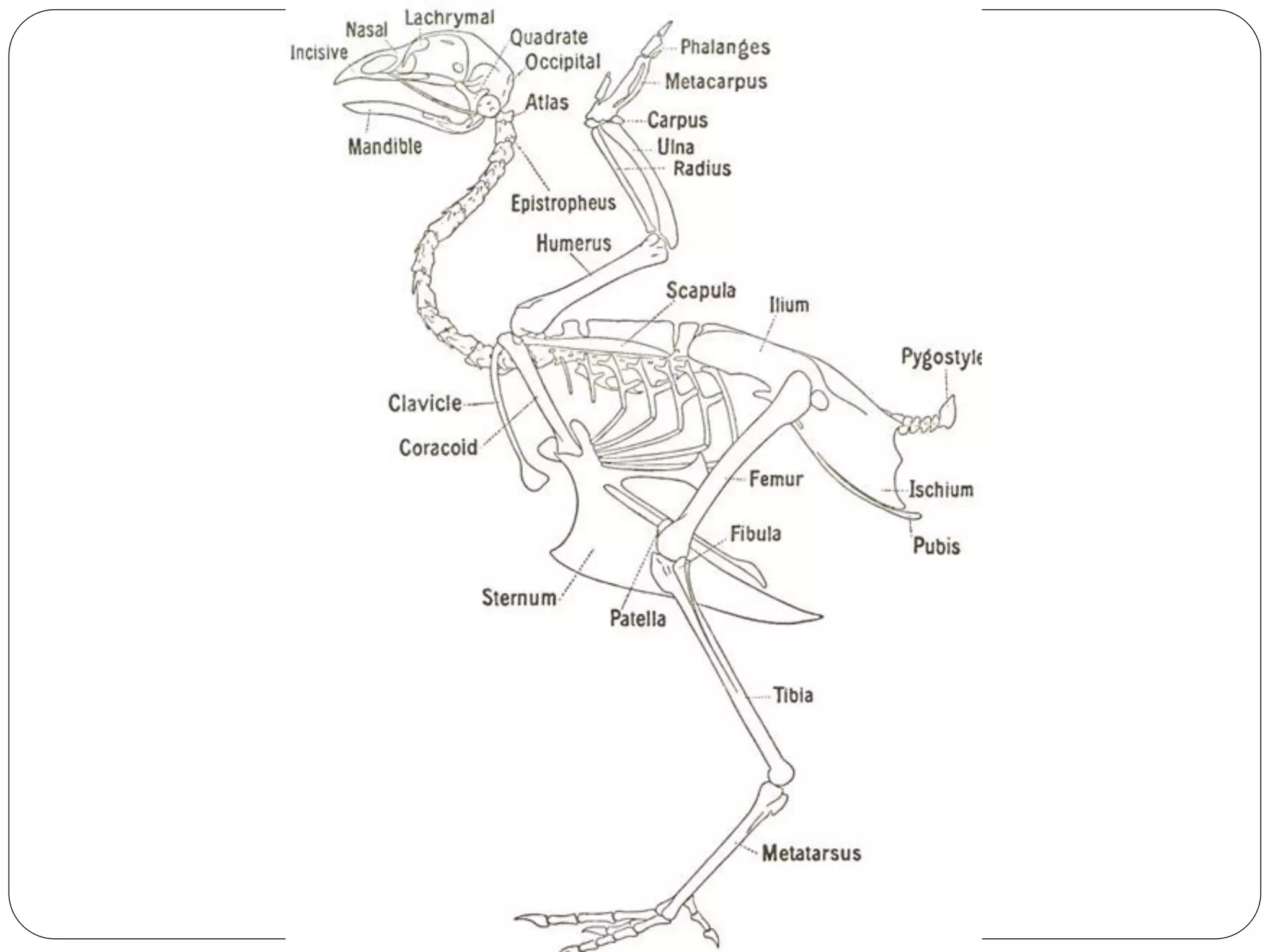 Avian skeletal system | PDF