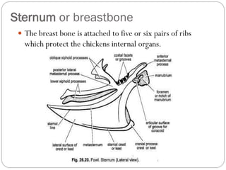 Avian skeletal system | PDF