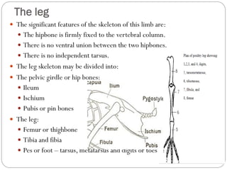 Avian skeletal system | PDF