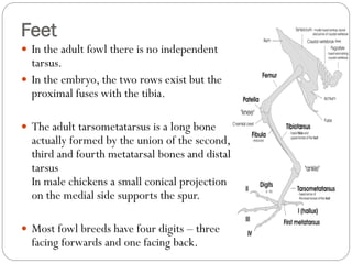 Avian skeletal system | PDF