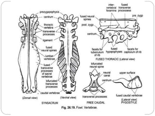Avian skeletal system | PDF