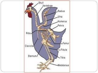 Bird Skeletal System