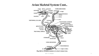 AVIAN SKELETAL SYSTEM BY DR. T. A. MUAZU_115247.pptx