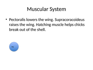 Avian_Teaching_Presentation_With_Notes_Visuals.pptx