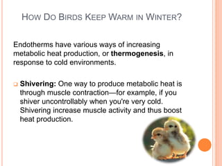 Avian thermoregulation | PPTX