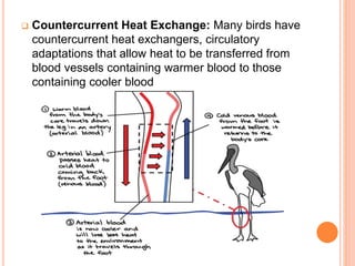 Avian thermoregulation | PPTX