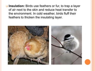 Avian thermoregulation | PPTX