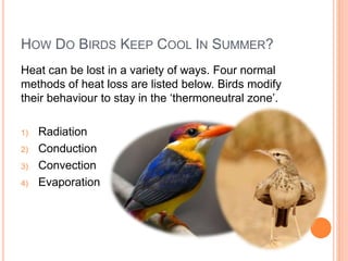 Avian thermoregulation | PPTX