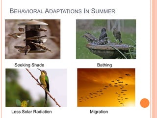 Avian thermoregulation | PPTX