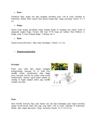 Avicennia alba | PDF