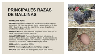 AVICULTURA GALLINAS.pptx