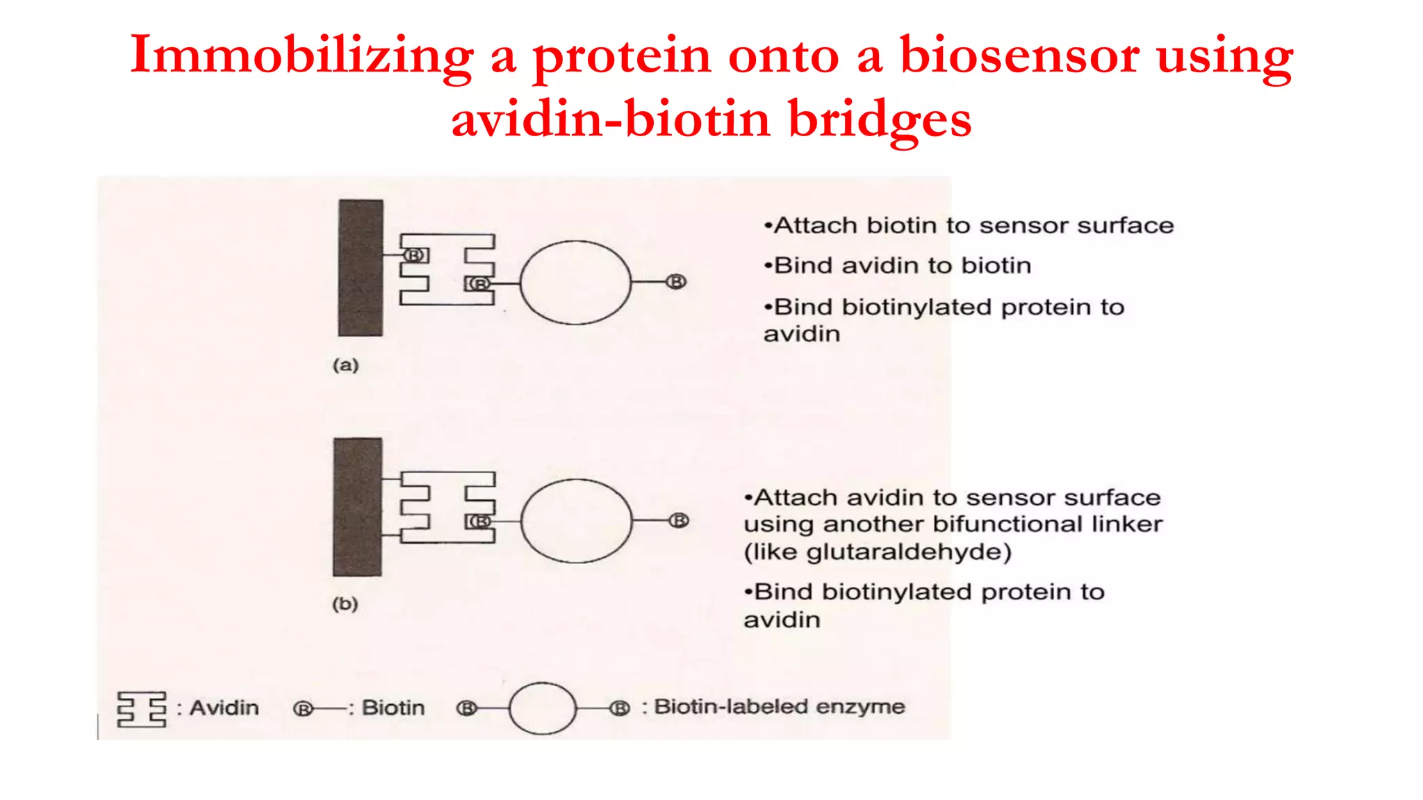 Avidin biotin interaction | PPTX
